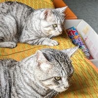 Uzuki_sirukuさんのポートフォリオ - Snapmart（スナップマート）